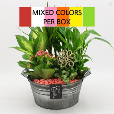 Opm BACR-2515M Basic Fundament, 23cm Pot Size, 55cm Tall, Opm Basic ...