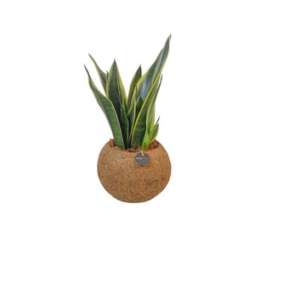 Opm Kokodama Sans Tri Mixed, 15cm Pot Size, 30cm Tall, Kokedama, Indoor ...
