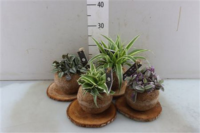 Opm Kokodama Trunk Green Smit, 15cm Pot Size, 25cm Tall, Dracaena ...