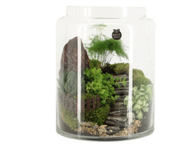 Opm Landscape Arrangement, 22cm Pot Size, 34cm Tall, Green Up Your Home ...