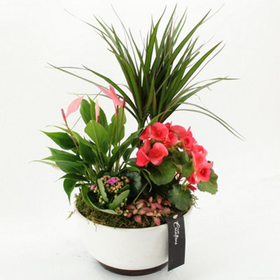 Opm MDCR-2561 Moederdag Creati, 22cm Pot Size, 50cm Tall, Moederdag ...
