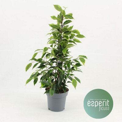 OPM PT PTPP2429 PATIO ZINK SCH, 23CM POT SIZE, 29CM TALL, PATIO ZINC ...