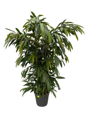 Opm Pt PTPP2580 Patio Hout Bak, 30cm Pot Size, 28cm Tall, Patio Hout ...