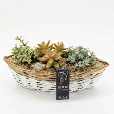 Opm ROCK-2501 Rock Garden, 35cm Pot Size, 20cm Tall, Raw Beauty ...