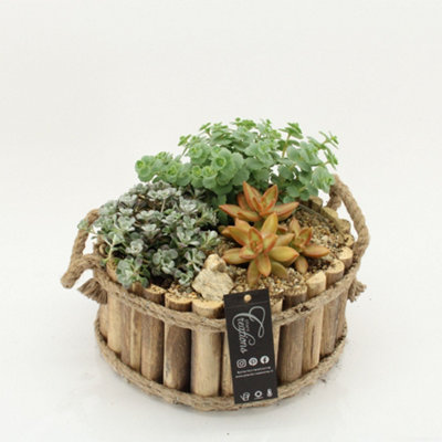 Buy Opm ROCK-2521 Rock Garden, 26cm Pot Size, 30cm Tall, Rock Garden ...