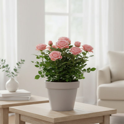 Opm Rs-00002901 Mand Split Willow Pot size 29 Cm Transport height 60 Na ...