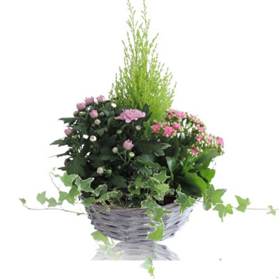 Opm RS-00002902 Mand Split Wil, 29cm Pot Size, 60cm Tall, Split Willow ...