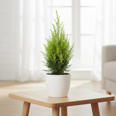 Opm Rs-00002902 Mand Split Willow Pot size 29 Cm Transport height 60 Na ...