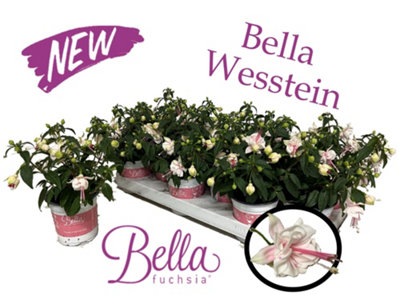 Opm RS-00002903 Mand Split Wil, 29cm Pot Size, 60cm Tall, Split Willow ...