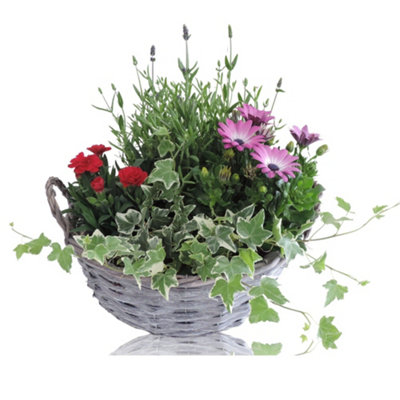 Opm RS-00022901 Mand Split Wil, 29cm Pot Size, 40cm Tall, Patio Pot ...