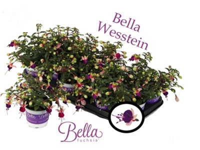 Opm RS-00022901 Mand Split Wil, 29cm Pot Size, 40cm Tall, Patio Pot ...