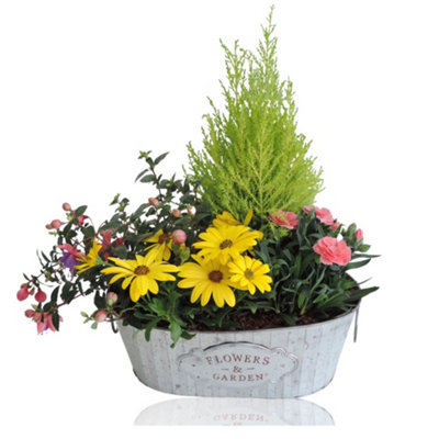 Opm RS-01013001 Zink Ovaal, 30cm Pot Size, 40cm Tall, Zink Ovaal, Indoor Houseplant