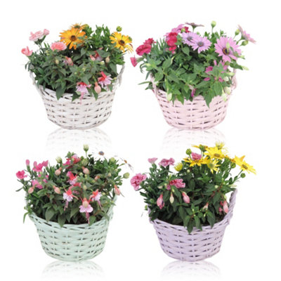 Opm RS-05011901 Mand, 19cm Pot Size, 20cm Tall, Mand, Indoor Houseplant