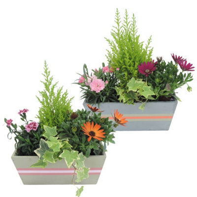 Opm RS-19022501 Hout Bak, 25cm Pot Size, 25cm Tall, Hout Bak, Indoor ...