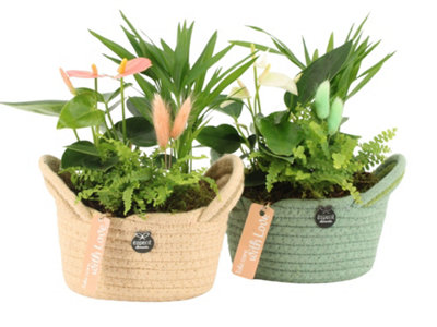 Opm Soft Sculpture Arrangement, 17cm Pot Size, 30cm Tall, Snake plant ...