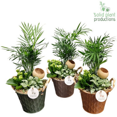 Opm Sp CH015 Detroit, 15cm Pot Size, 38cm Tall, Detroit,Indoor Houseplant