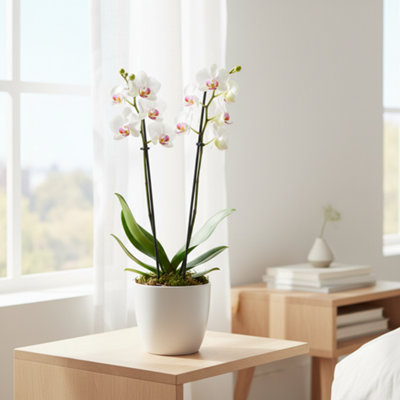 Opm Sp Pe004 Stella Black Pot size 22 Cm Transport height 50 Indoor ...