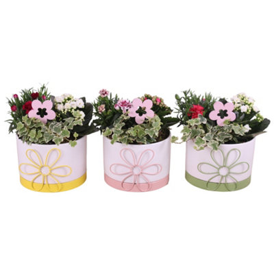 Opm Spring Flower Arr. Outdoor, 16cm Pot Size, 25cm Tall, Eyleen Spring ...