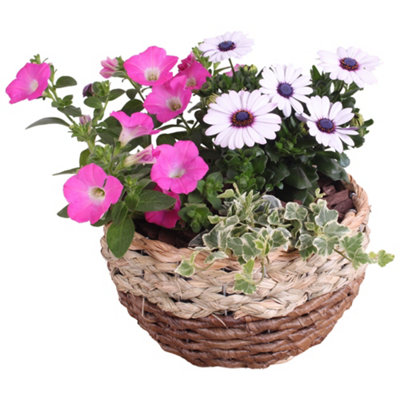Opm Spring Flower Arr. Outdoor, 25cm Pot Size, 35cm Tall, Snapdragon ...
