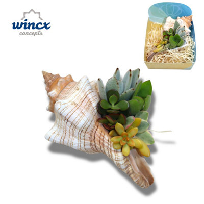 Opm Succ Schelp UniqueShells F, 16cm Pot Size, 13cm Tall, UniqueShells ...