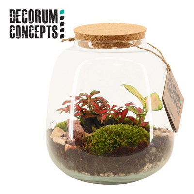 Opm Terrarium Hyperion Glas, 19cm Pot Size, 40cm Tall, Halley terrarium ...