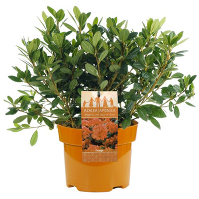Orange Azalea (30-40cm Height Including Pot) - Vibrant Blooms, Japanese ...