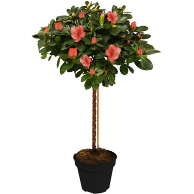 Orange Azalea Japonica Tree Trees for Small Gardens Border Patio Potted ...