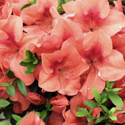 Orange Azalea Japonica Tree Trees for Small Gardens Border Patio Potted ...