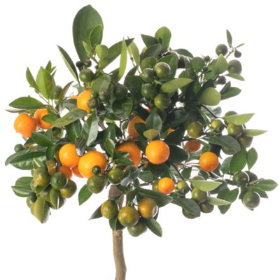 bergamot fruit tree