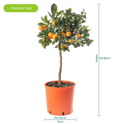 Orange Tree - Outdoor Fruit Tree, Grow Your Own Tasty Fruits, Ideal ...