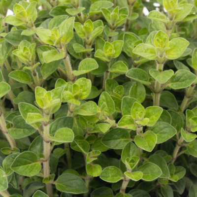 OREGANO GARDEN PLANT - AROMATIC PERENNIAL, COMPACT SIZE (15-20CM HEIGHT ...