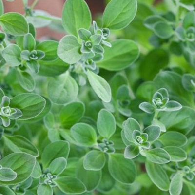 Oregano Vegetable Seeds for Garden Growing, Fresh Herb Plant Kit, 4000 ...