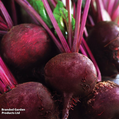 Organic Beet Detroit 2 1 Seed Packet