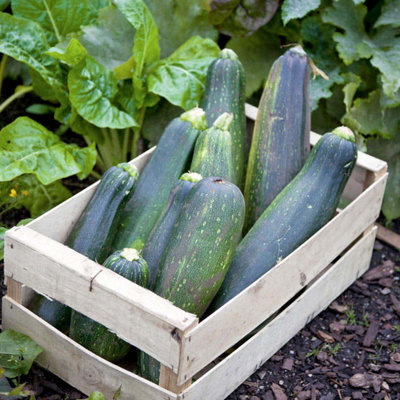 Organic Courgette Black Beauty 1 Seed Packet