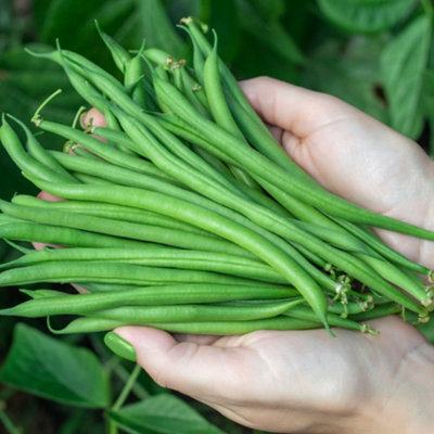 Organic Faraday Dwarf French Bush Bean Seeds - High Yield Tender ...