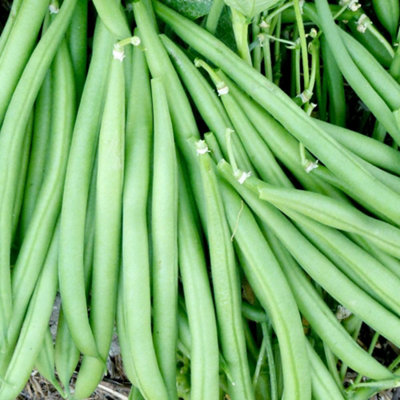 Organic French Bean Dwarf Domino - High Yield Tender Pods Easy Grow ...
