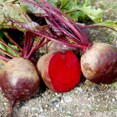 Organic Gesche Beetroot Seeds - Sweet Smooth Deep Red Roots for Salads ...