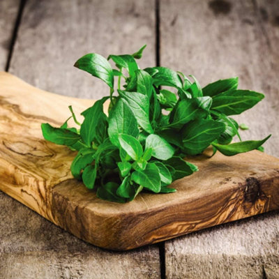 Organic Herb Basil Classico 1 Seed Packet (250 Seeds)