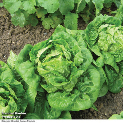 Organic Lettuce Little Gem 1 Seed Packet (400 Seeds)