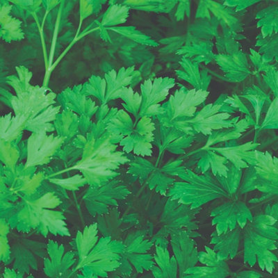 Organic Parsley Plain Leaved Culinary Herb Garden Plant Fresh Edible ...