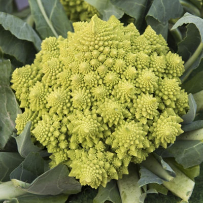 Organic Romanesco Cauliflower - Unique Italian Green Spiral Variety ...