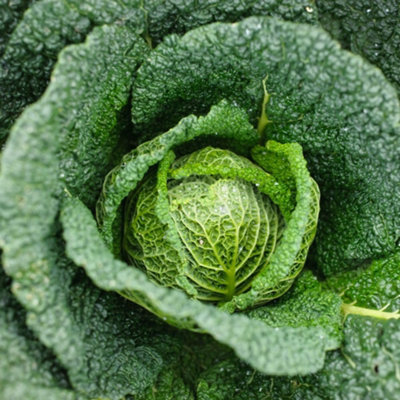Organic Savoy Cabbage Vertus Seeds - Crinkled Flavorful Leaves Hardy ...