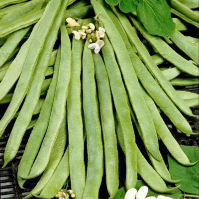Organic White Emergo Runner Bean Seeds - Smooth Stringless Pods Heavy ...
