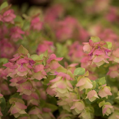 Origanum Kent Beauty Oregano 9cm Pot Perennial Plant