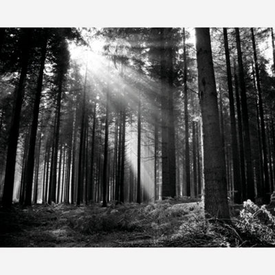 Origin Murals Monochrome Forest Matt Smooth Paste the Wall Mural 350cm ...