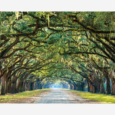 Origin Murals Tree Walk Matt Smooth Paste the Wall Mural 350cm wide x ...