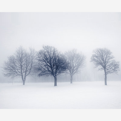 Origin Murals Winter Trees Matt Smooth Paste the Wall Mural 350cm wide ...
