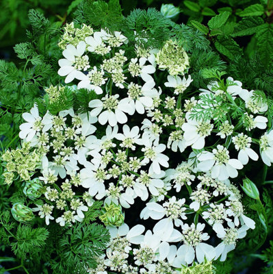 Orlaya Grandiflora White Lace Flower Seeds - Hardy Annual Cottage ...
