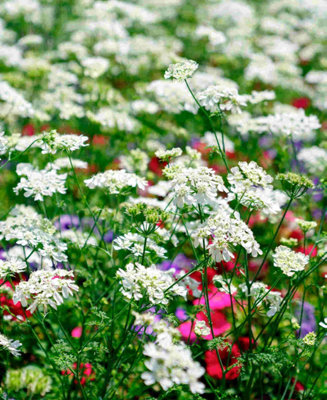 Orlaya Grandiflora - White Laceflower 10 Young Plants