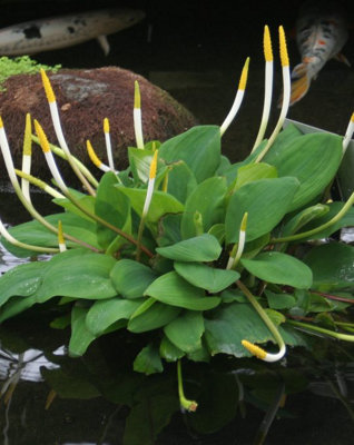 Orontium aquaticum - 1Ltr Potted - Marginal Aquatic Pond Plant